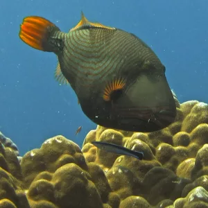 Marine Life At The Similan Islands. - Khao Lak Land Discovery