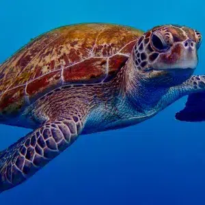 Graceful Hawksbill Sea Turtle Seen On A Similan Islands Snorkeling Day ...