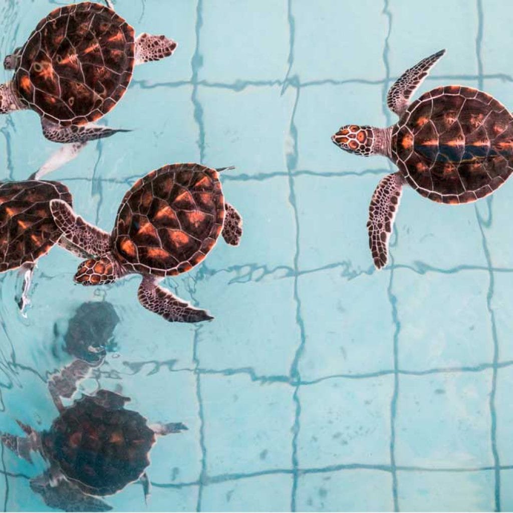 Khao-lak-safari-turtle-conservation - Khao Lak Land Discovery