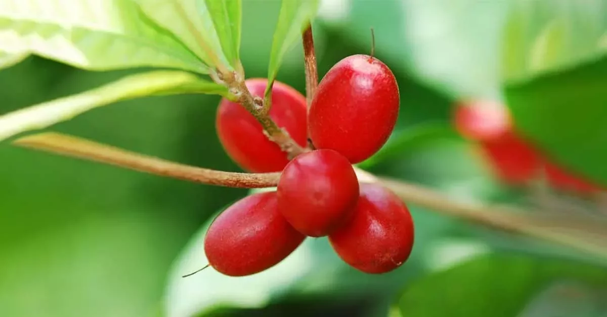 MIRACULIN: WO KANN ICH DIE WUNDERBEERE KAUFEN? - Khao Lak Land Discovery