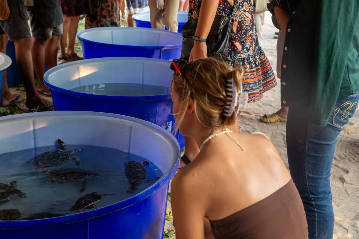 Turtle Conservation Festival In Khao Lak: Celebrate And Support Marine ...